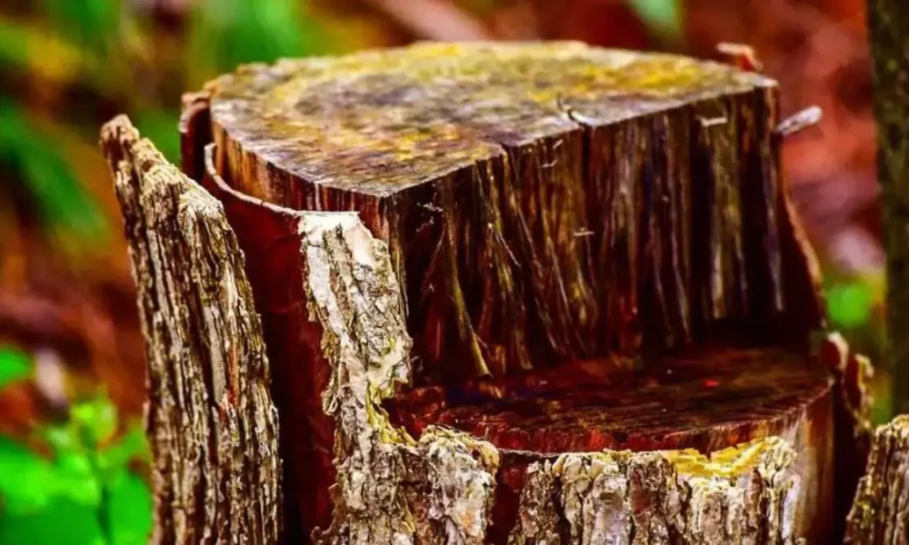 DIY vs Professional: When to Invest in Tree Stump Removal Equipment