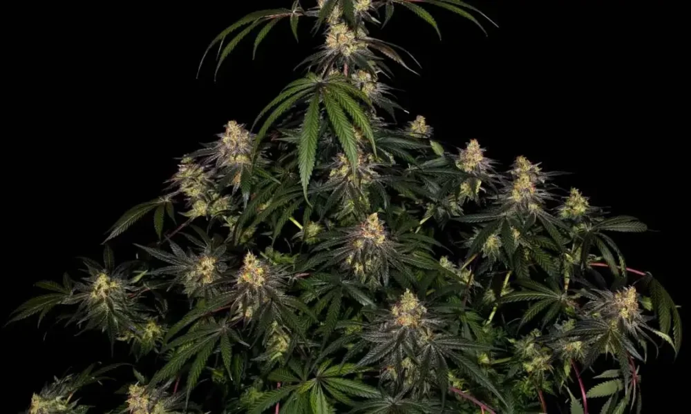 How Long Can an Autoflower Keep Flowering? The No-Harvest Experiment