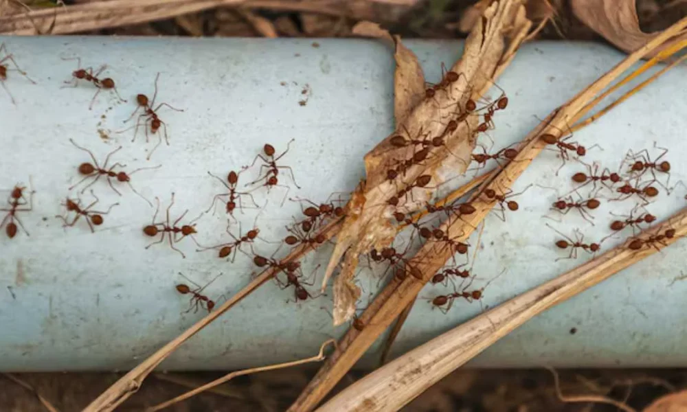 Natural Solutions for Keeping Ants Out of Your Home