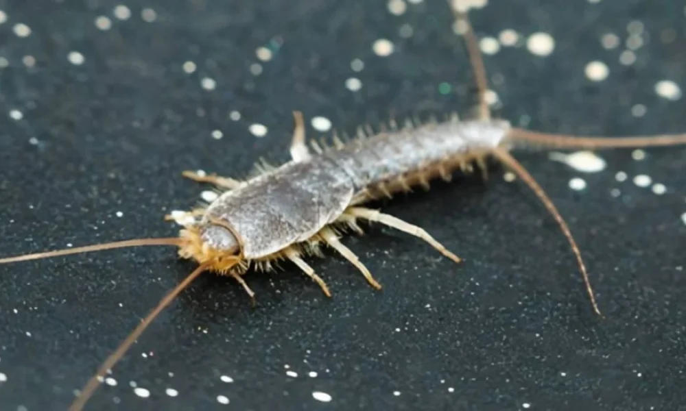 Are Silverfish Harmful? How to Get Rid of Them Permanently